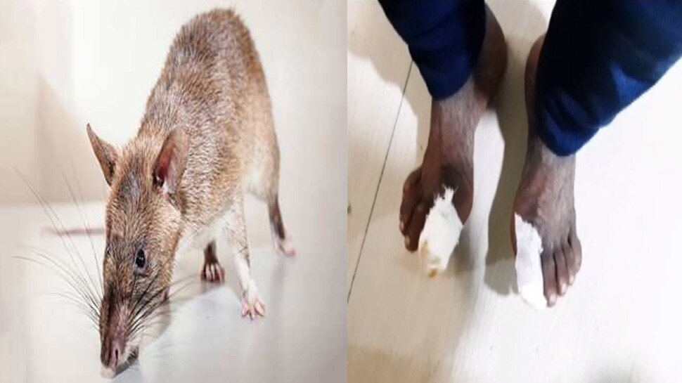 Mouse bite patient s family member s feet in ratlam district hospital ...