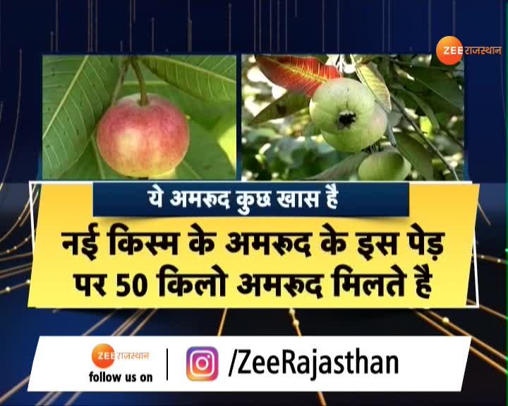 Now red colored guava will be seen in the markets | बाजारों में दिखेगा ...