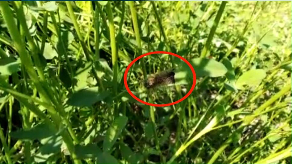 after locust illi insects ruining crops of farmers in baran | बारां ...