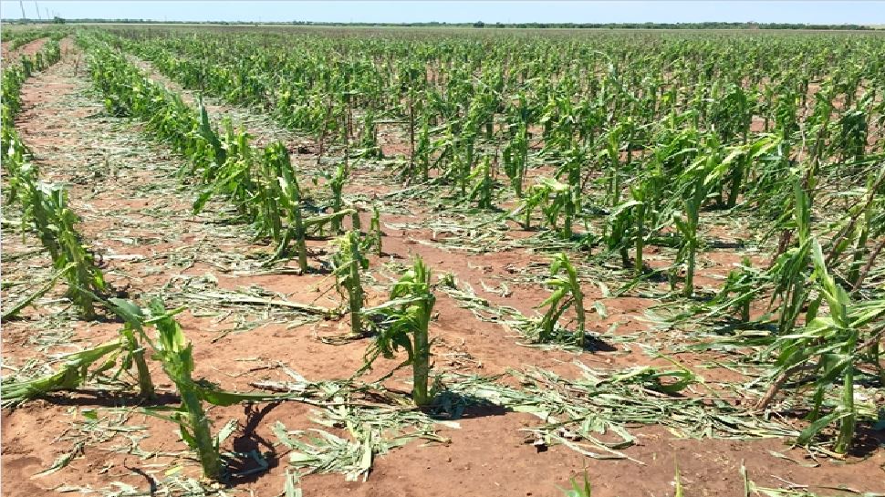 The harvesting of crops is in difficulty due to Lockdown in Bihar ...