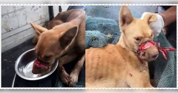 Dog's mouth was closed with tape for 14 days, two liters of water was ...