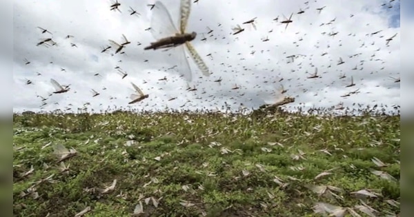 tiddi groups reached at bihar border farmers facing problem| बिहार की ...