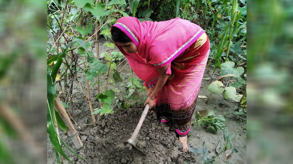 Harit bihar kranti program started in west champaran of bihar | बिहार ...