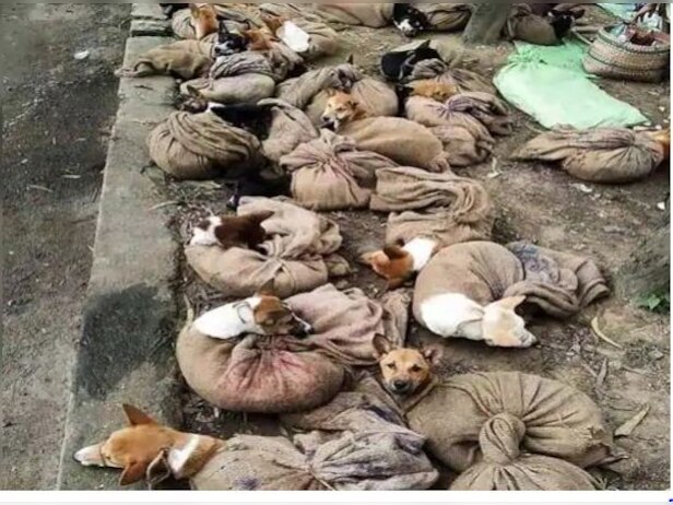 dog meat is completely banned in Nagaland | नागालैंड में 'कुत्तों के ...