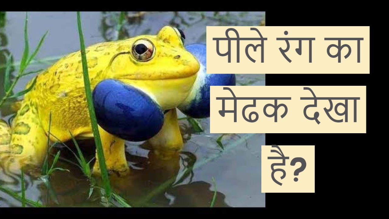 yellow frogs in madhya pradesh after rain video goes viral | मध्य ...
