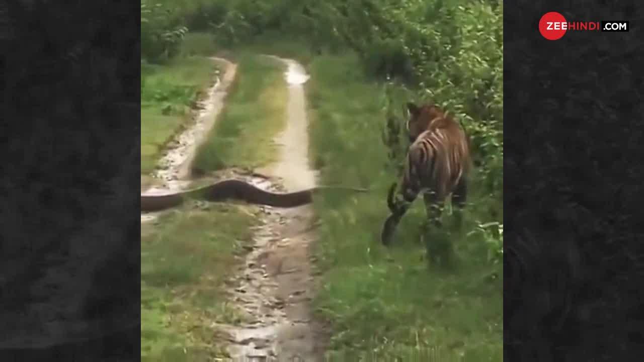 VIRAL VIDEO of tiger and python coming face to face and tiger taking ...