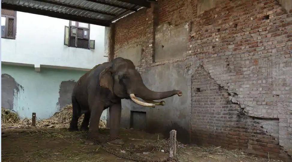 For 30 hours, the uncontrolled former minister elephant has created a ...