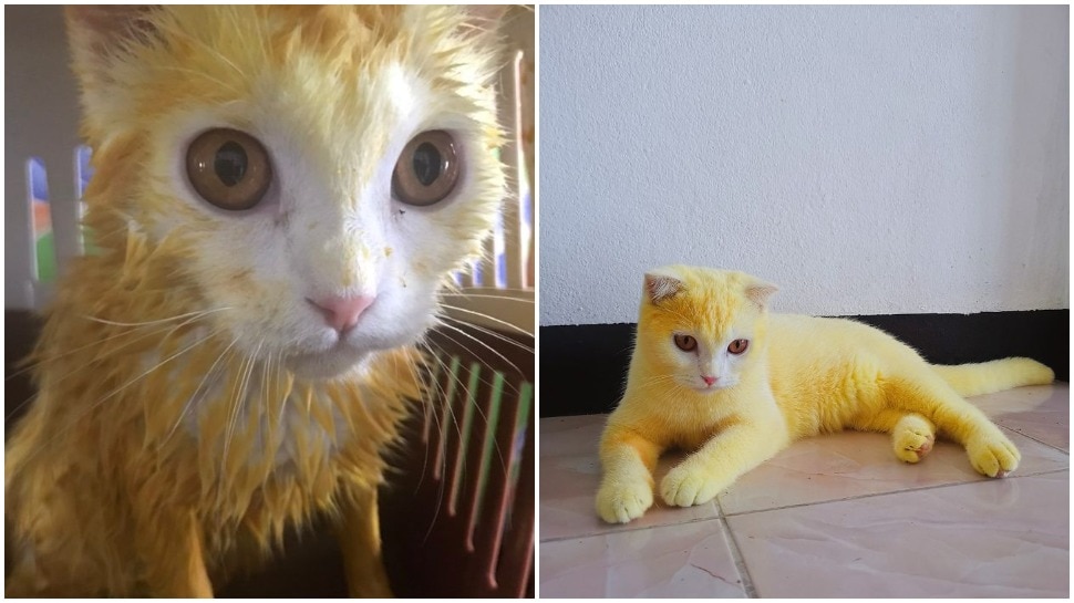 pikachu like yellow cat going viral on social media | क्या आपने कभी ...