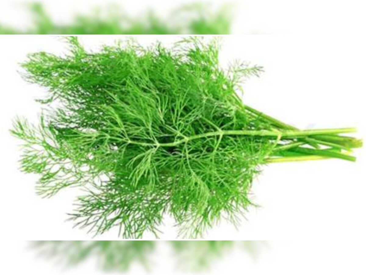 amazing benefits of soya dill leaves and how to store them | सेहतमंद ...