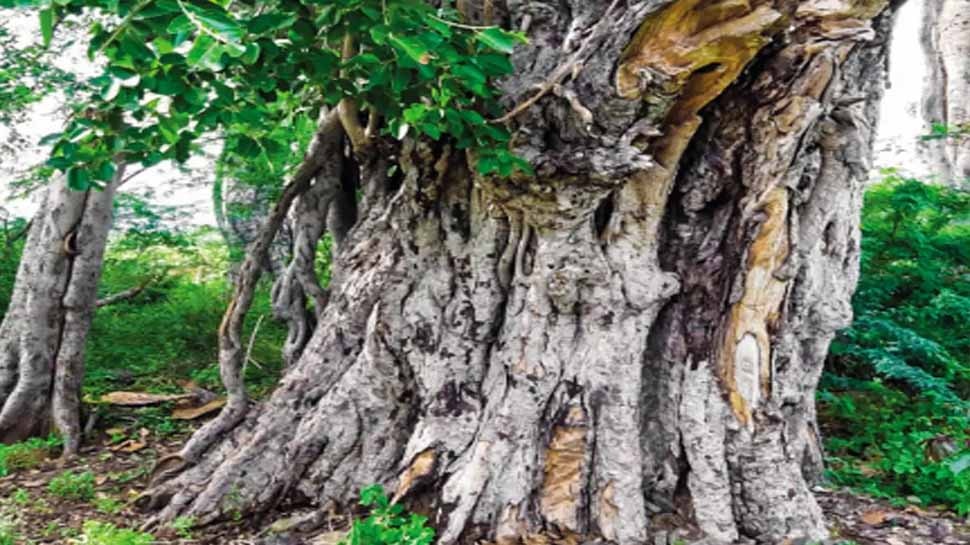 a farmer Family left land for 150 year old bargad tree in tamil nadu ...