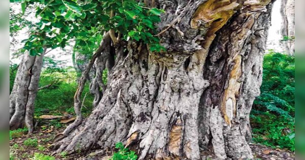 a farmer Family left land for 150 year old bargad tree in tamil nadu ...