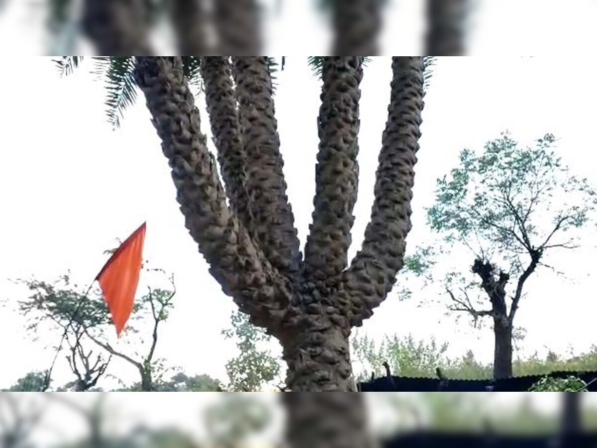 10 Facts of a unique tree with 5 branches in MP See photos mpas | See ...