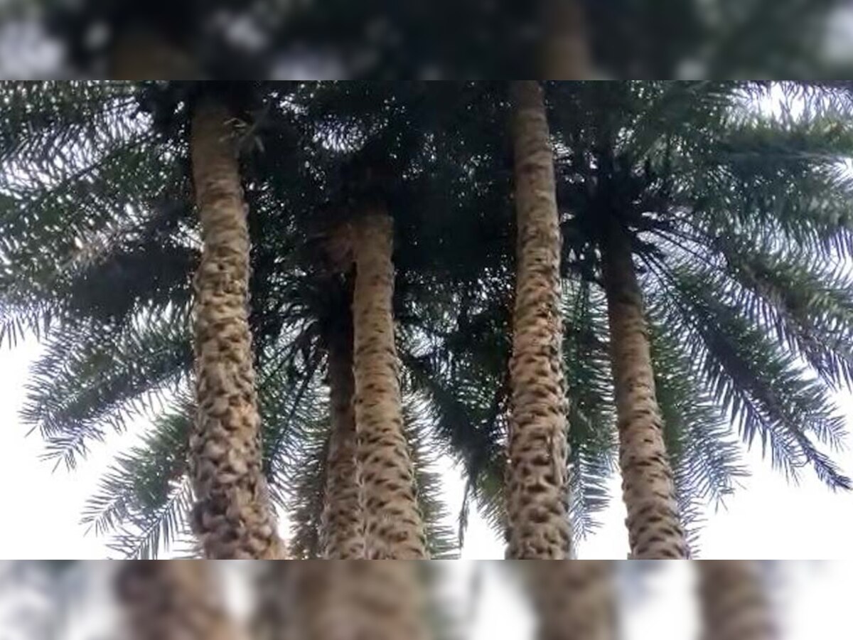 10 Facts of a unique tree with 5 branches in MP See photos mpas | See ...