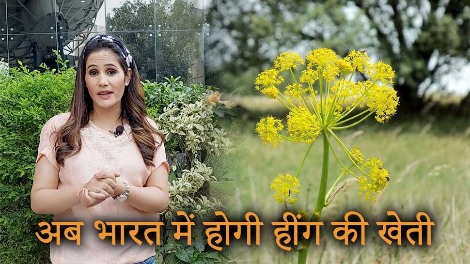 Heeng Will Be Cultivated In India For The First Time In History Of ...