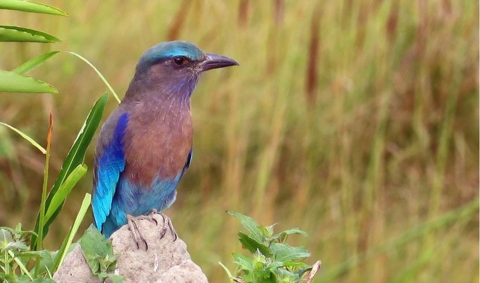 Dussehra 2020: Neelkanth bird's sight increases wealth in the house ...