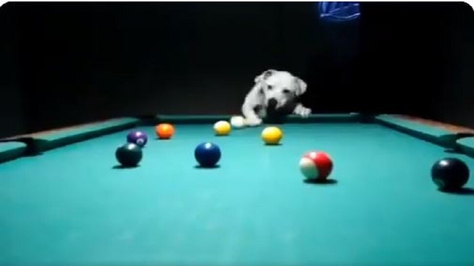 viral video of a dog playing pool in a brilliant way। Viral Video: पूल ...