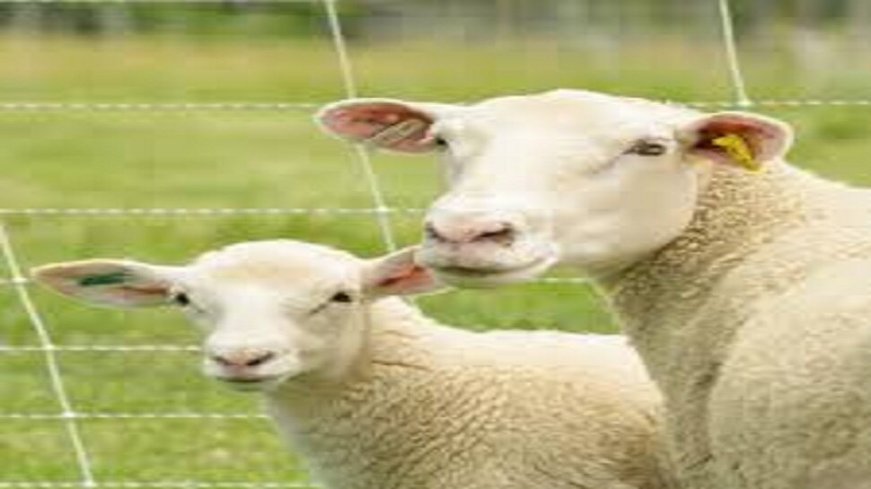 Sheep keepers suffering from economical crisis in Bikaner | बीकेनेर में ...