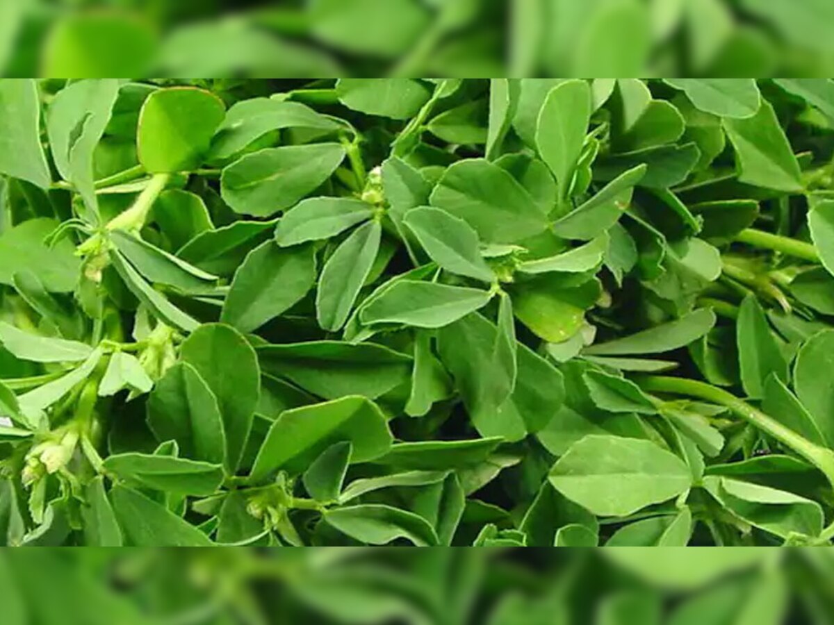 Methi is good for many problems, Control your sugar with Fenugreek ...