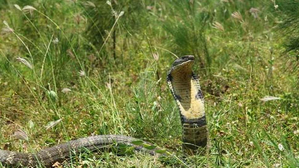 13 foot huge King Cobra was roaming in paddy field Rescue team caught ...
