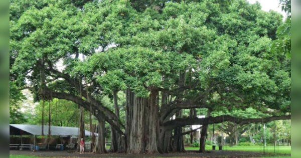 Banyan trees is a boon of Nature, See the facts on ZEE Sanjivani | ज़ी ...