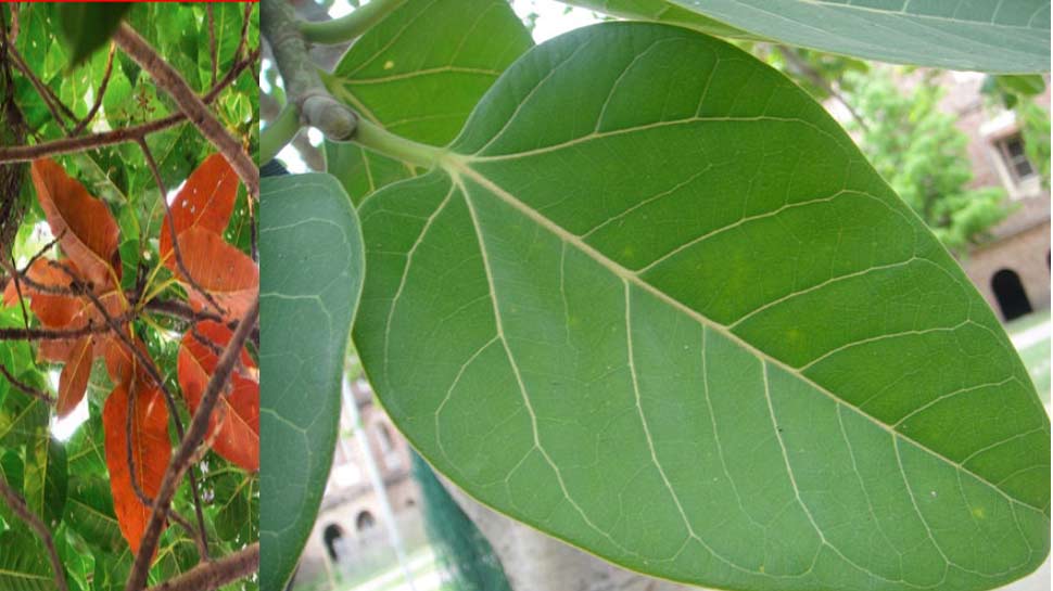 Banyan trees is a boon of Nature, See the facts on ZEE Sanjivani | ज़ी ...