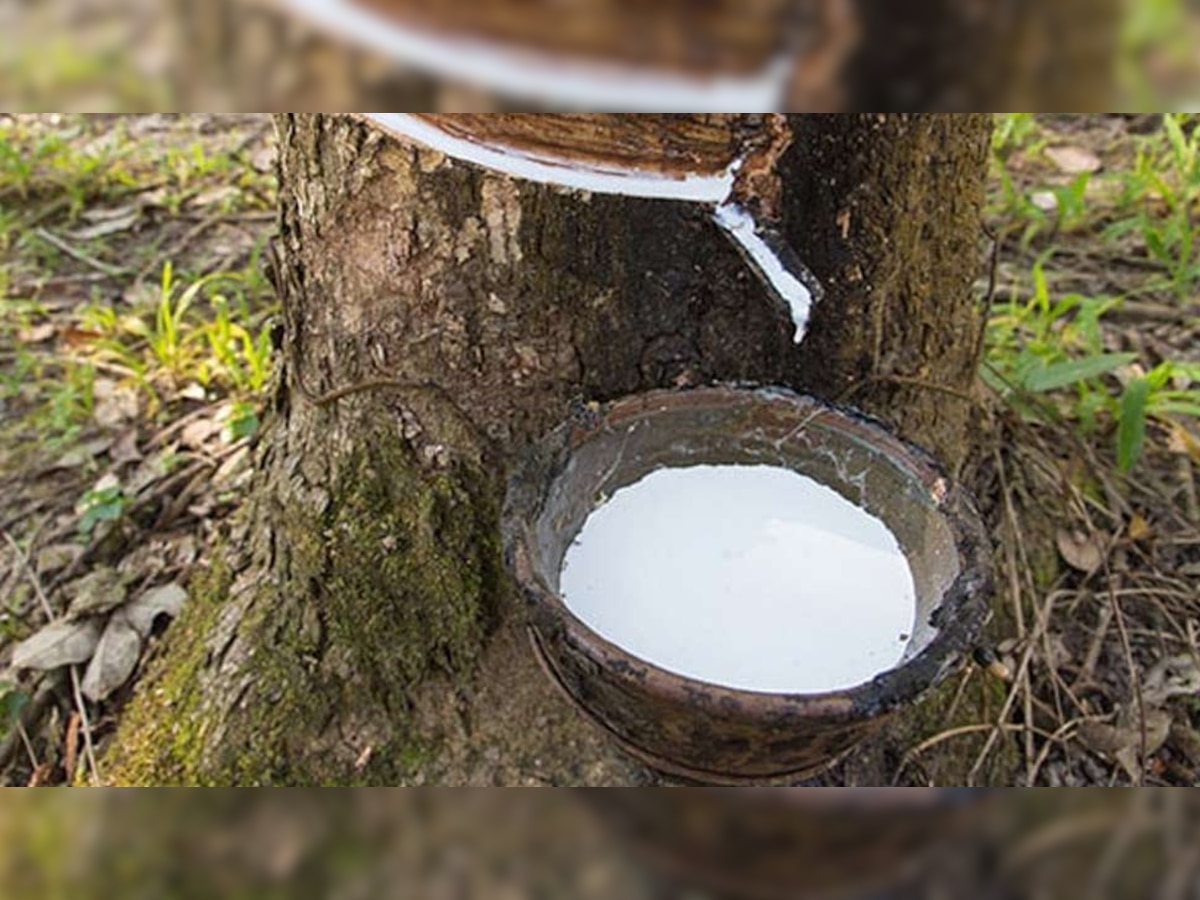 Banyan trees is a boon of Nature, See the facts on ZEE Sanjivani | ज़ी ...