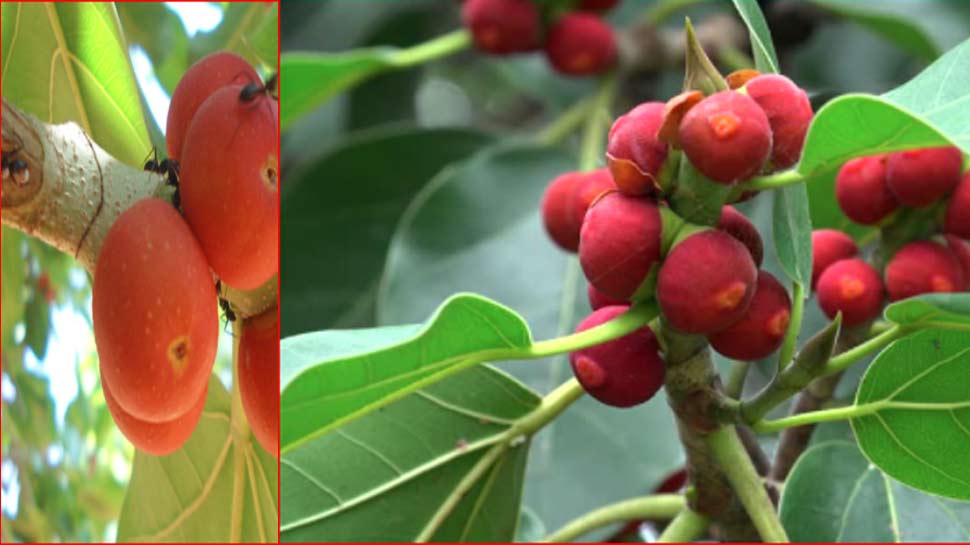 Banyan trees is a boon of Nature, See the facts on ZEE Sanjivani | ज़ी ...