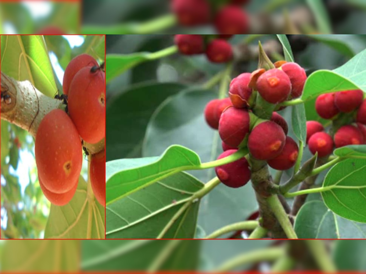 Banyan trees is a boon of Nature, See the facts on ZEE Sanjivani | ज़ी ...