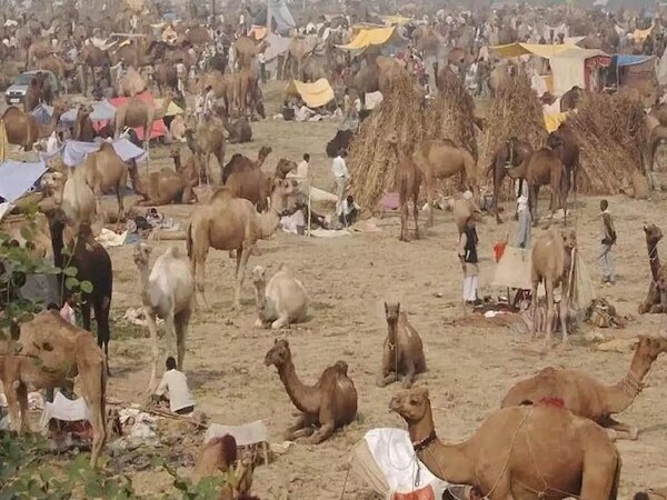 Bateshwar cattle fair will not be held in Agra this year|इस साल आगरा ...