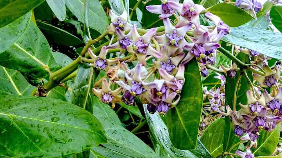 aak flower is very useful for ear pain and migrane | चेहरे की झुर्रियां ...