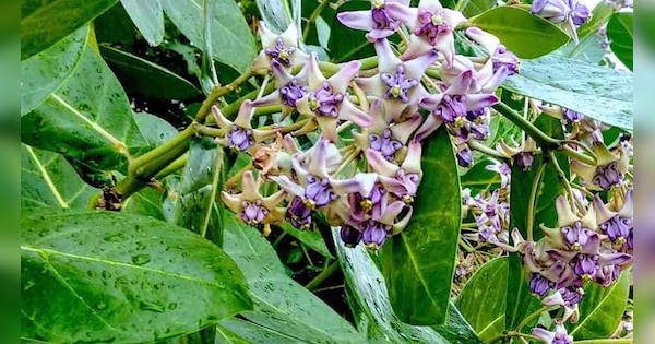 aak flower is very useful for ear pain and migrane | चेहरे की झुर्रियां ...