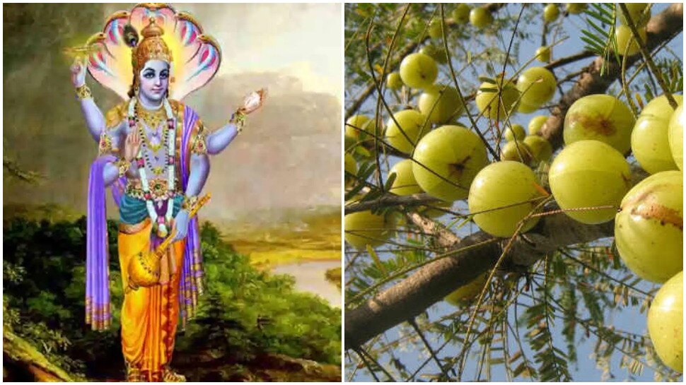 akshaya navami amla navami 2020 tithi significance and puja vidhi ...