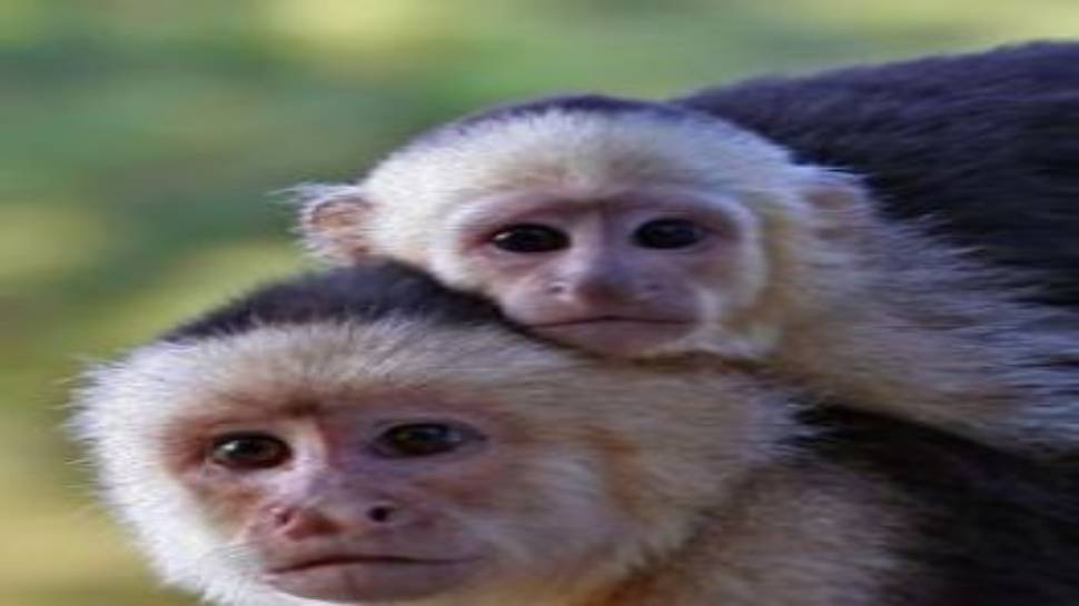 scientists shocked as capuchin monkeys eat their own infants dead body ...