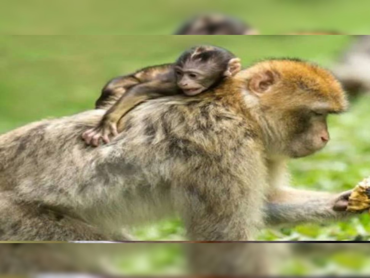 scientists shocked as capuchin monkeys eat their own infants dead body ...