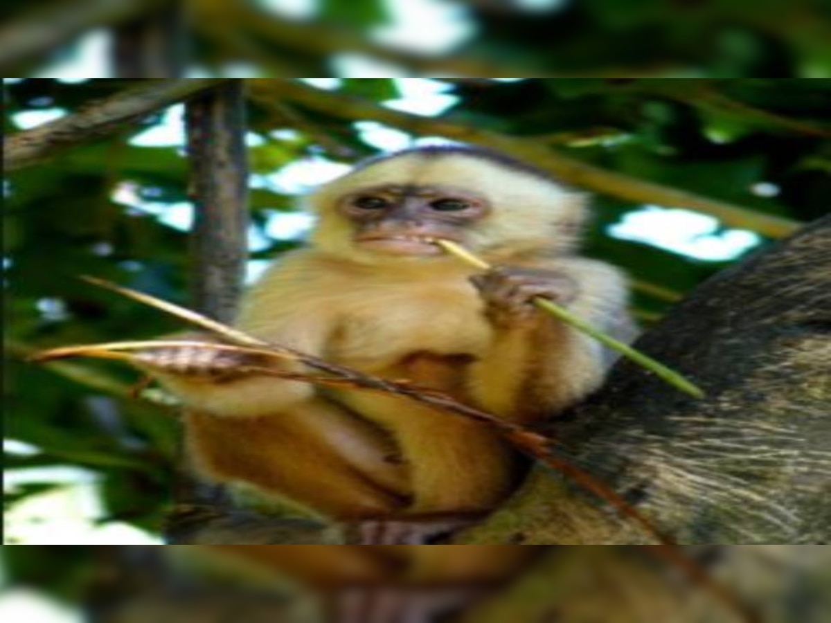 scientists shocked as capuchin monkeys eat their own infants dead body ...
