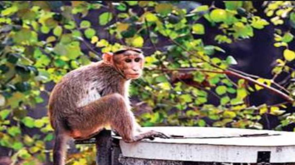 scientists shocked as capuchin monkeys eat their own infants dead body ...