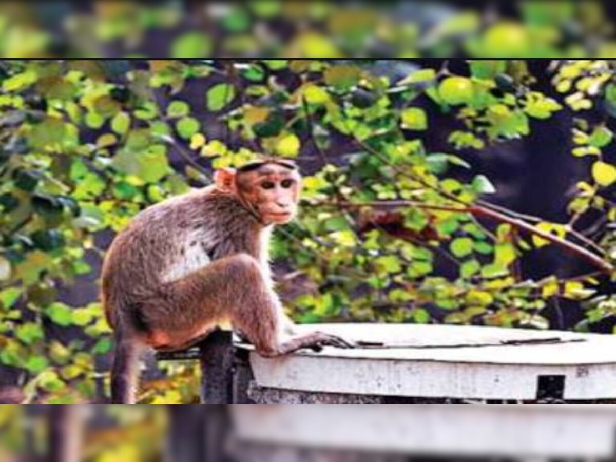 scientists shocked as capuchin monkeys eat their own infants dead body ...