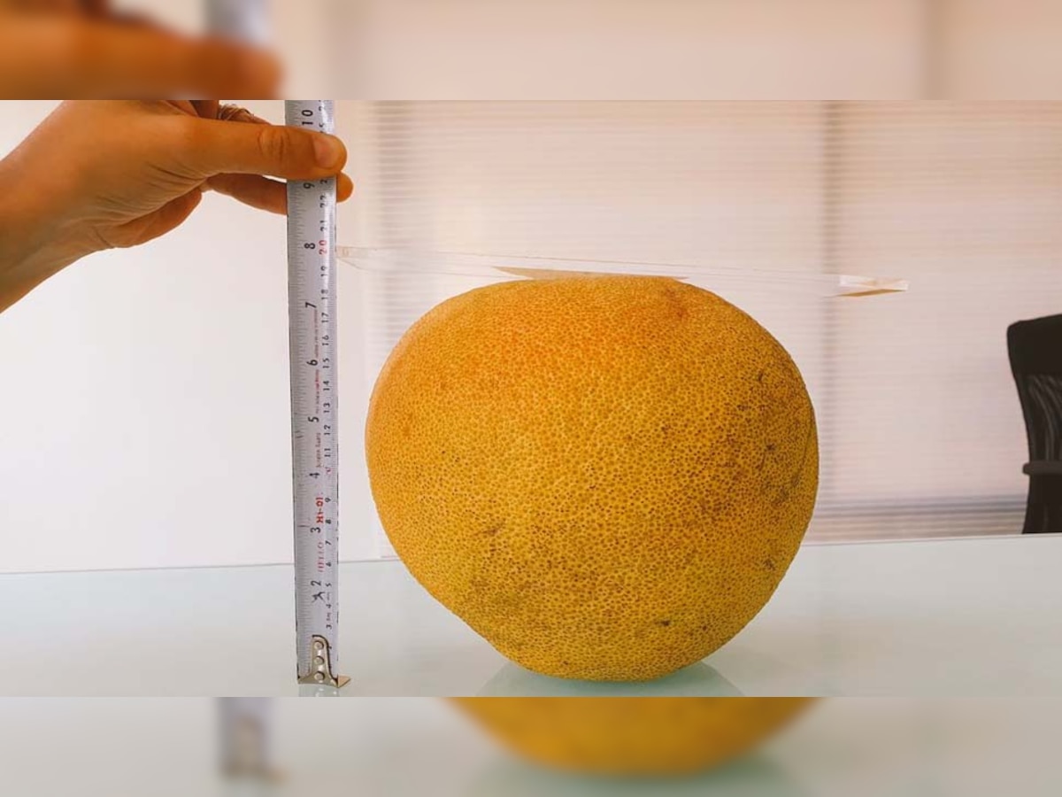 largest orange in the country its height is 8 inches and the weight is ...