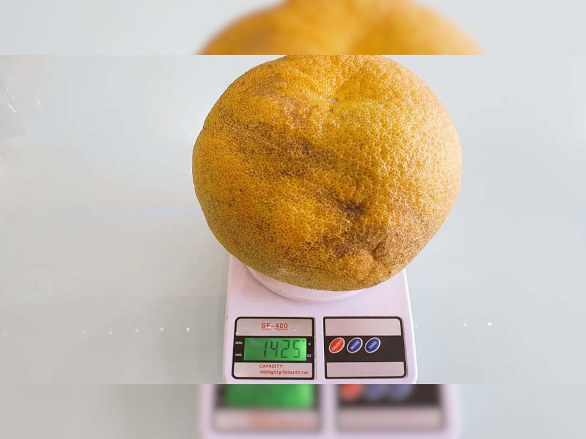 largest orange in the country its height is 8 inches and the weight is ...