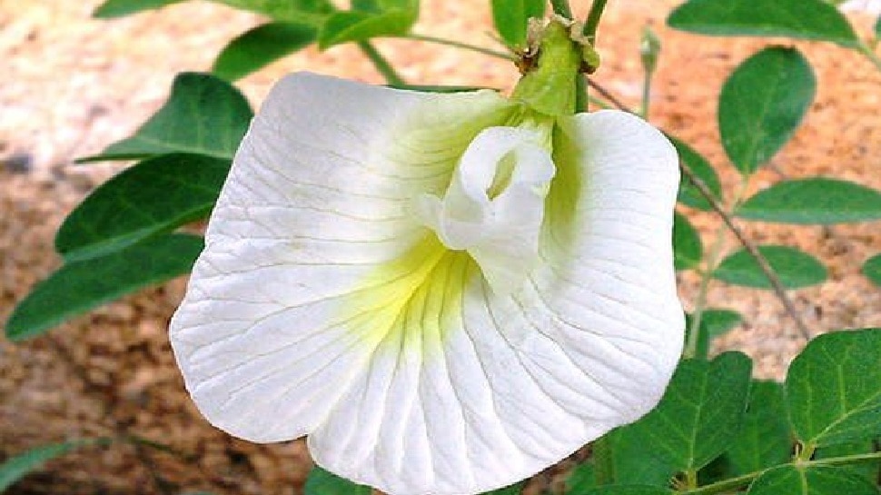 health benefits of shankhpushpi flower | अगर आप हो रहे हैं डिप्रेशन का ...