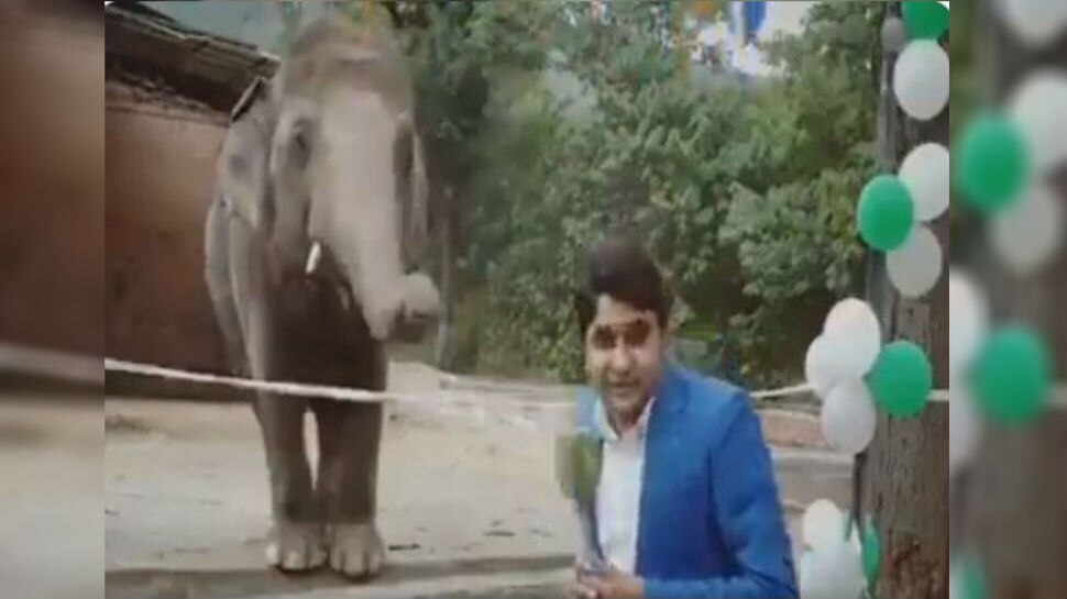 Elephant Kaavan funny prank with pakistani reporter Video Goes Viral ...