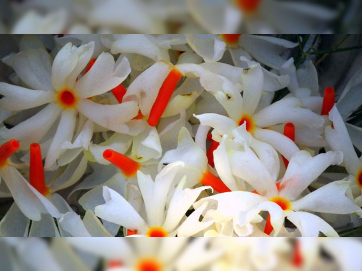 Health Benefits of Parijat know how to use Night Flowering Jasmine in ...