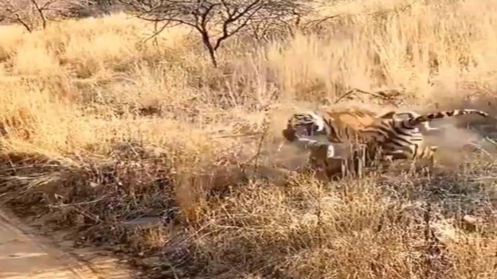 Viral Video of Dangerous battle between two tigers will scare you ...
