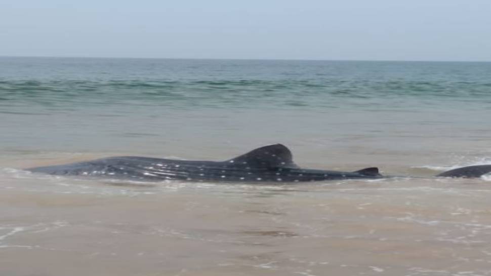 viral video of kerala fishermen catching a whale fish in net । Viral ...