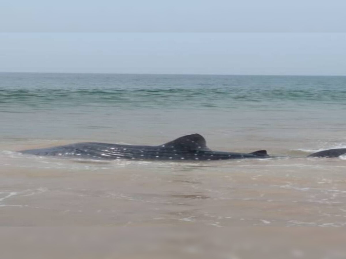 viral video of kerala fishermen catching a whale fish in net । Viral ...