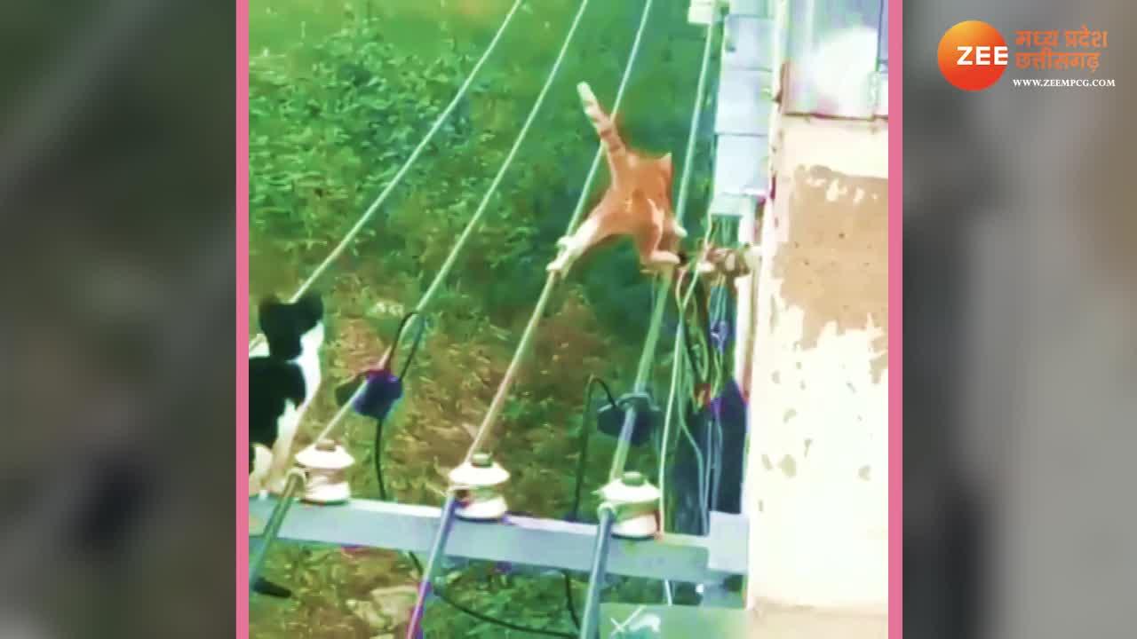 watch viral video of cat walking on electric wire without fear brmp ...