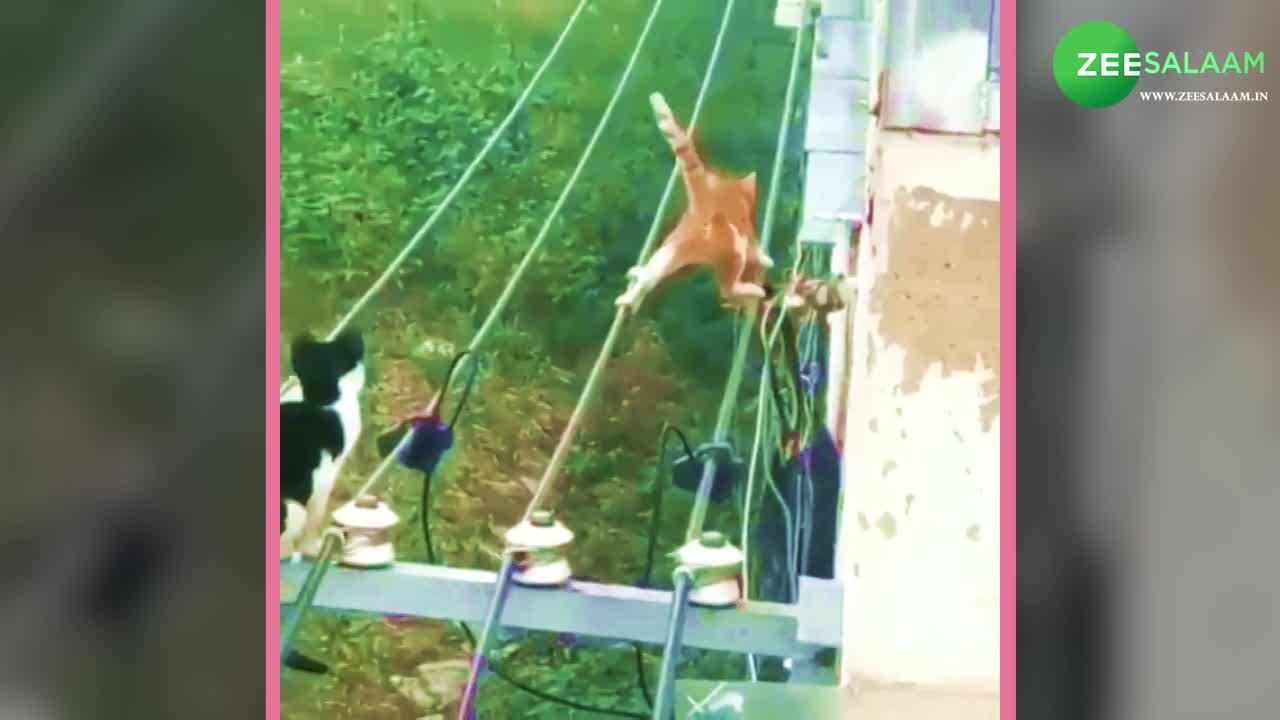 CAT is running on electric wires cat viral video | Video: बिल्ली का ...