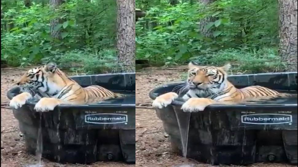 Viral video of tiger taking tub bath is going viral on social media ...