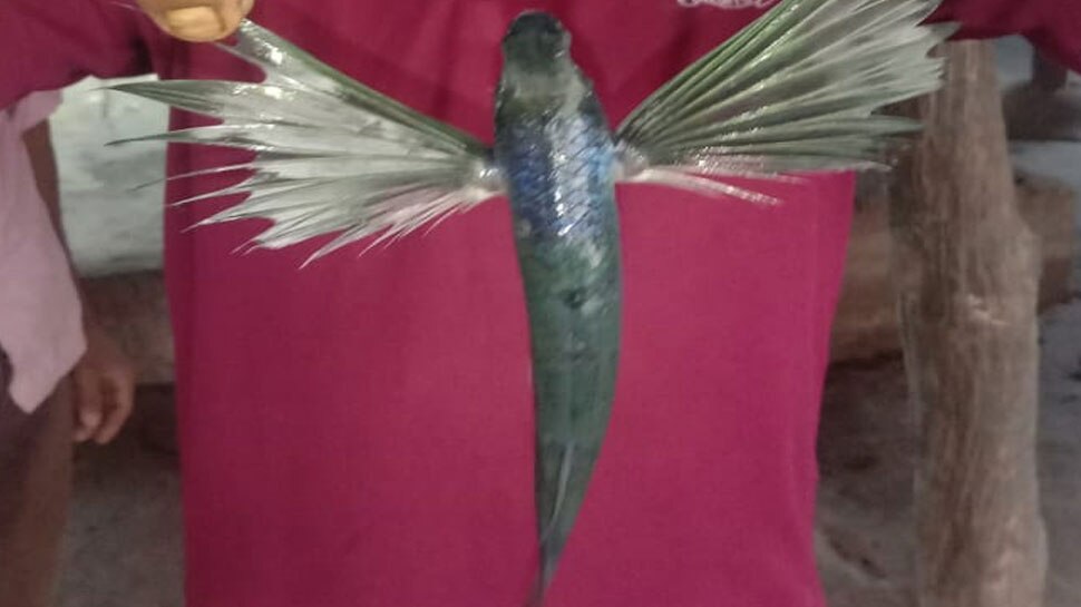 Flying Fish catched maharastra fisherman | ଜାଲରେ ଲାଗିଲା ଉଡନ୍ତା ମାଛ, ଘରେ ...