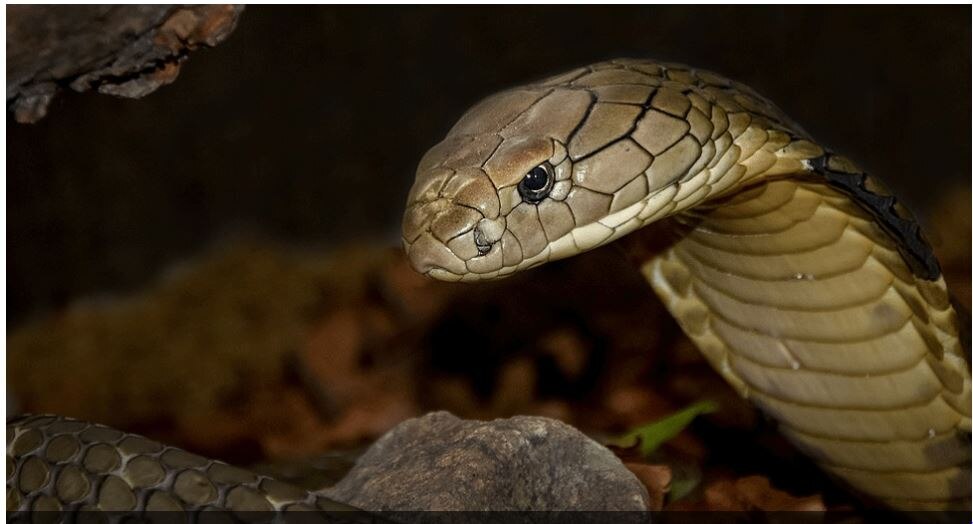 Horrifying moment headless snake tries to attack a man | Horrifying ...